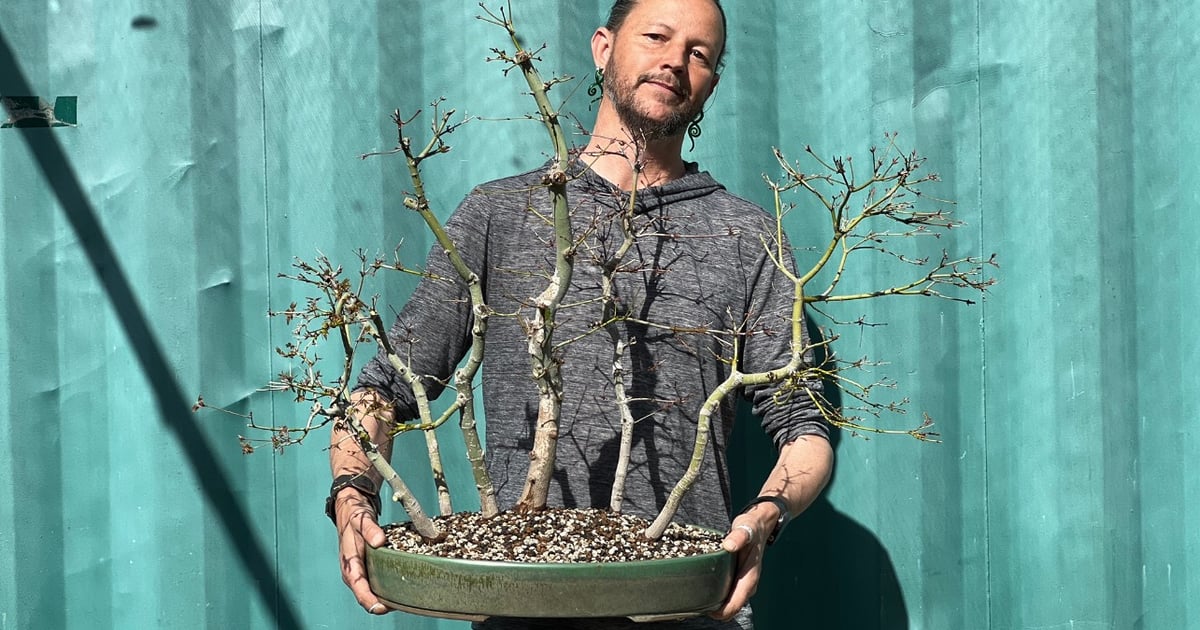 Professional Bonsai Artist in Southern California | Colin's Bonsai ...