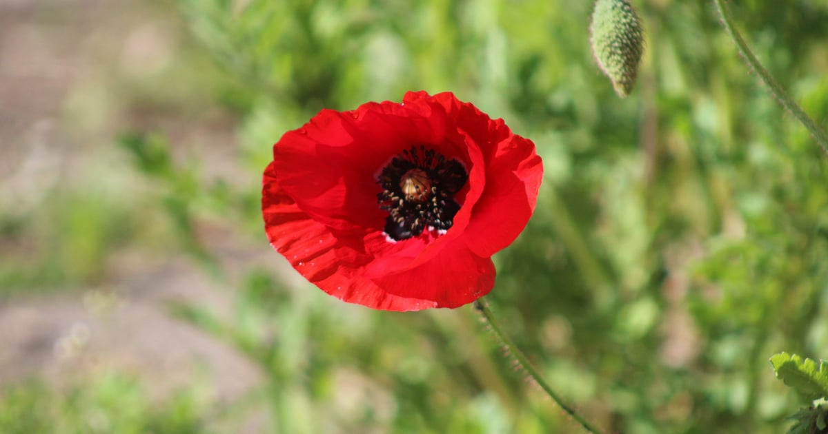 Discover the Nature of Albania: Bird Species and Why to Visit ...