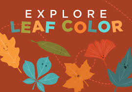 STEM Fun for Fall – Exploring Leaf Chromatography | Nebula Nest DIY