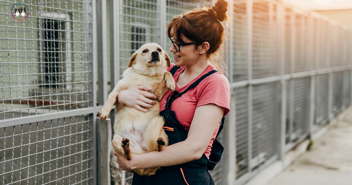 Las Responsabilidades que Adquieres al Adoptar un Perrito | Brothers ...