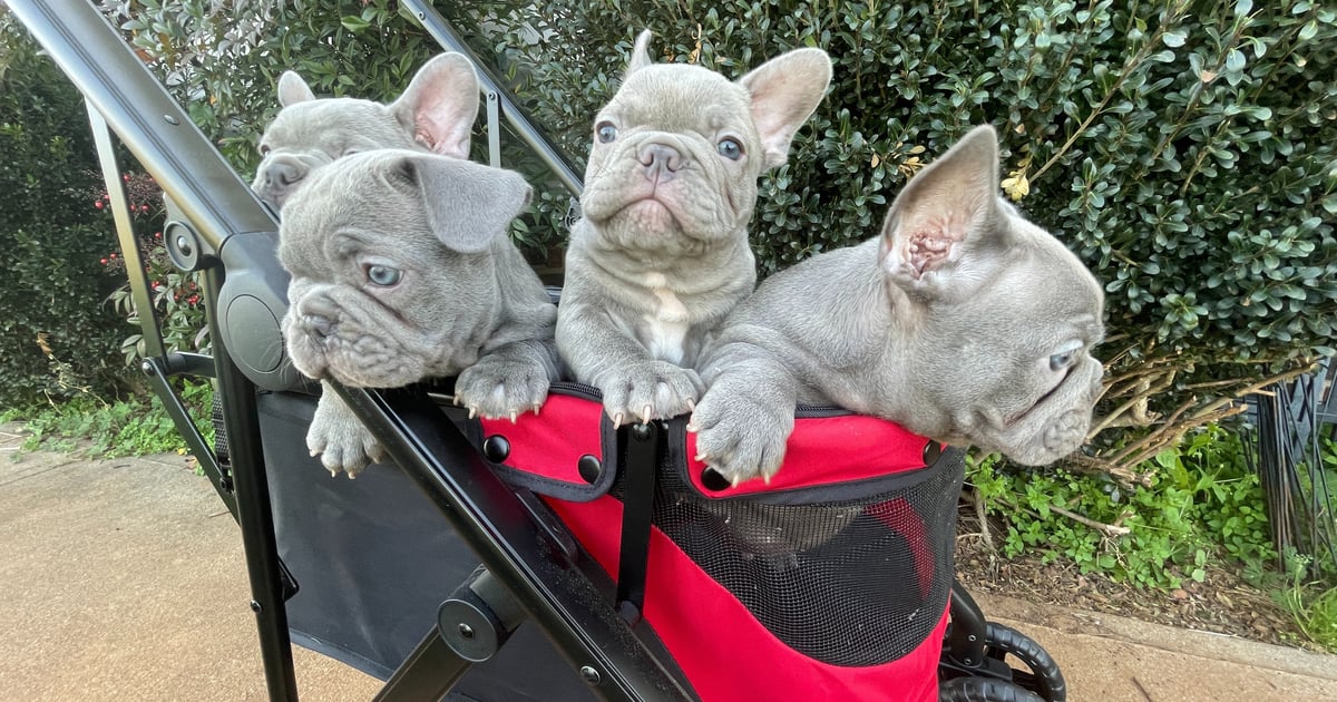 Golden French Bulldogs - French Bulldog Puppies For Sale in Salisbury ...