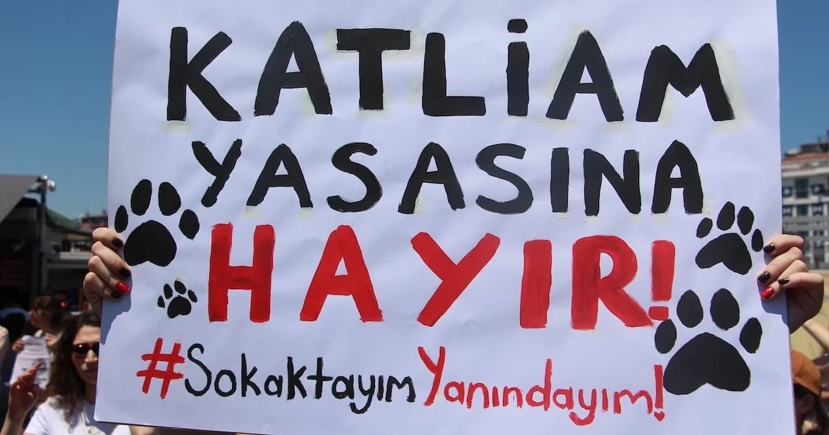 Hayvan Koruma Derneği - Sokak Hayvanları İçin Çalışmalar | Patikara ...