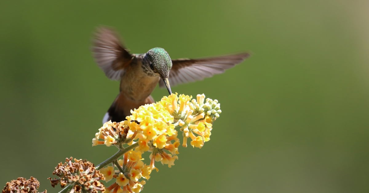 The Role of Pollinators in Sustainable Ecosystems | Brilliant Perspective