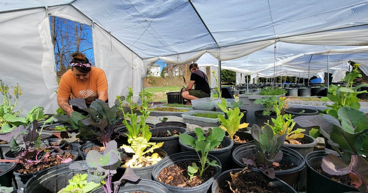 Volunteer | Stump Farms