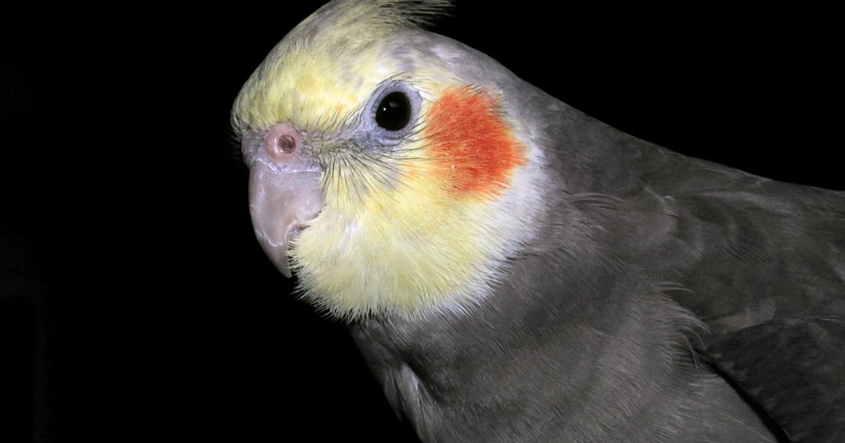 Hand-fed Parrots | Inca's Secret Parrot Toys and Boarding