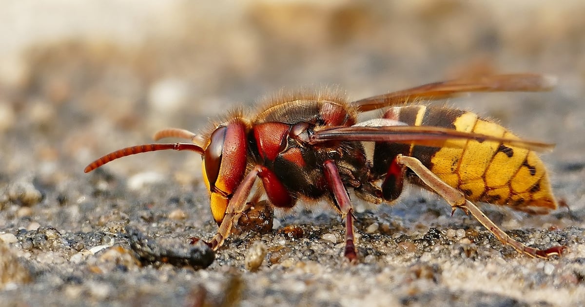 Gestion et contrôle des populations de frelons européens dans les ...