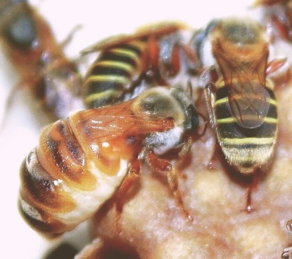 Trigona Bees of Lombok: Ancient Pollinators and Quiet Healers of the ...
