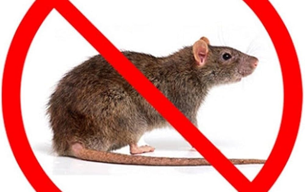 California's Strongest Rat Poison Regulations | RATHBIOTACLAN