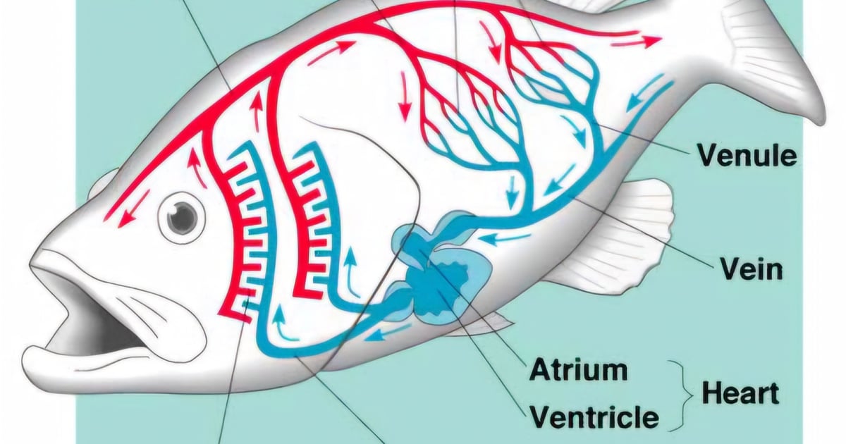 General Plan Of Circulation In Vertebrates | RATHBIOTACLAN General Plan Of Circulation In Vertebrates | RATHBIOTACLAN