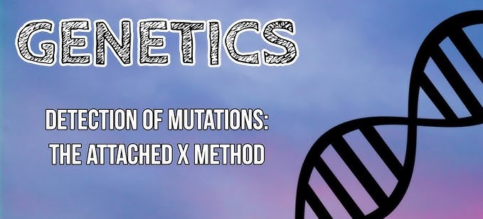 Detection of Mutations: CLB Method and Attached X-Chromosomes Technique | RATHBIOTACLAN