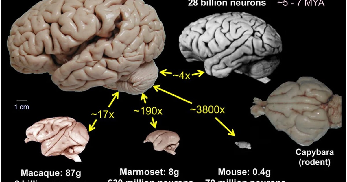The hidden DNA switch that made human intelligence possible | RATHBIOTACLAN