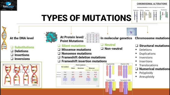 Types of Gene Mutations: Classification, Characteristics, and Effects ...