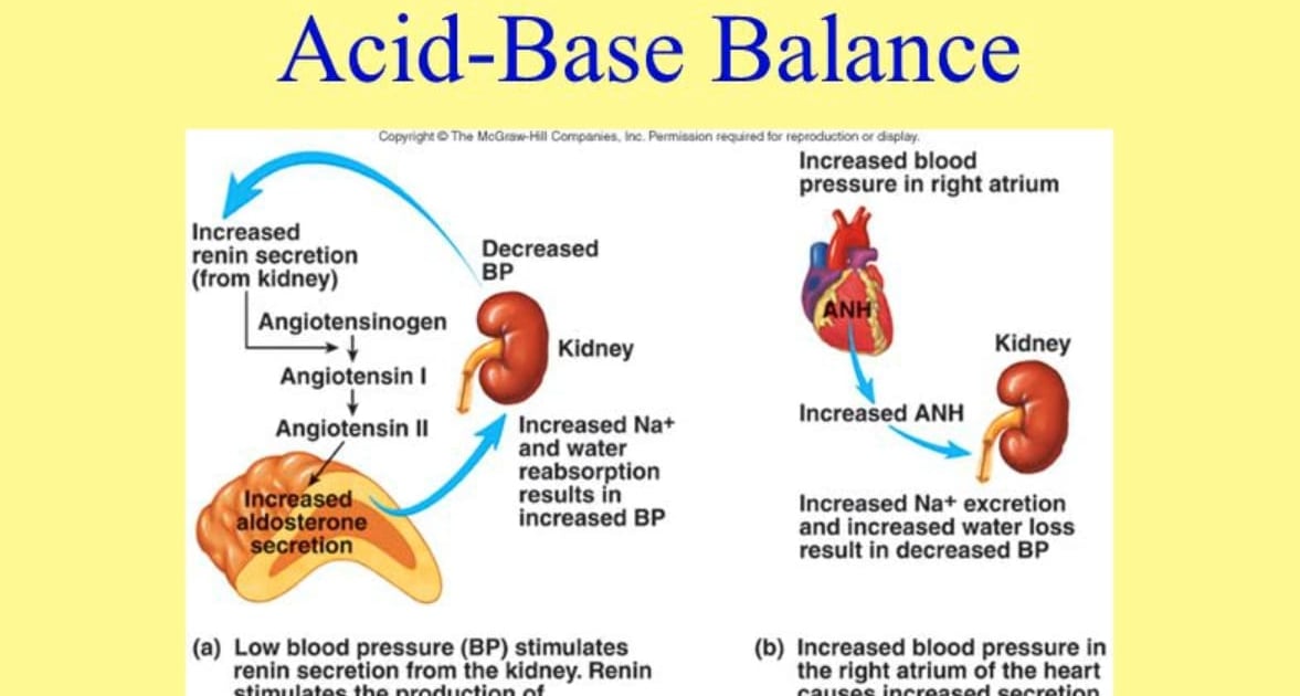 Regulation of Acid-Base Balance-Renal Physiology | RATHBIOTACLAN