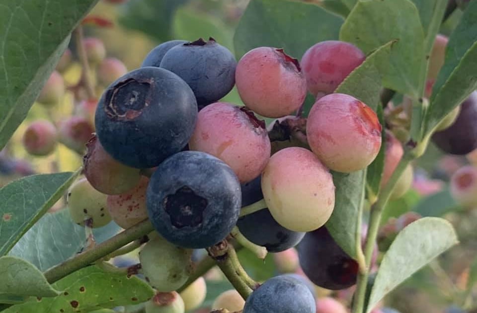 The Ultimate Guide to Maintaining Blueberry Plants for Bountiful Harvests