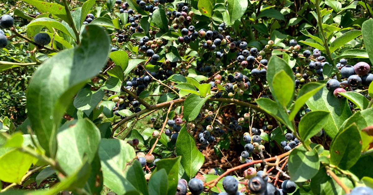 The Art of Picking Blueberries: A Guide to the Perfect Harvest