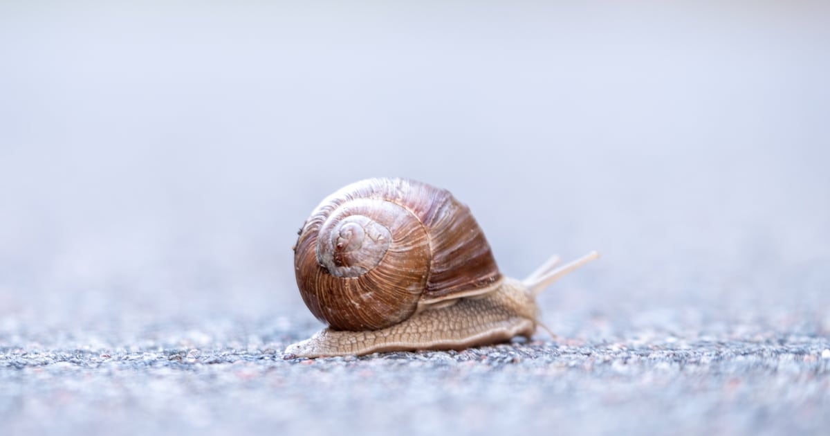 Ultimate Snail Info Blog, Snail Care Tips, Habitat Guides | SnailySnail ...