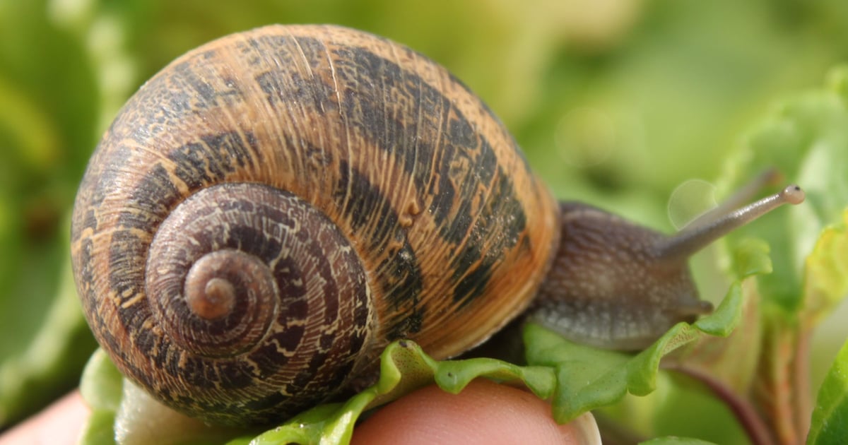 Snail Pet Shop Shipping Policy: Fast Reliable Live Delivery ...