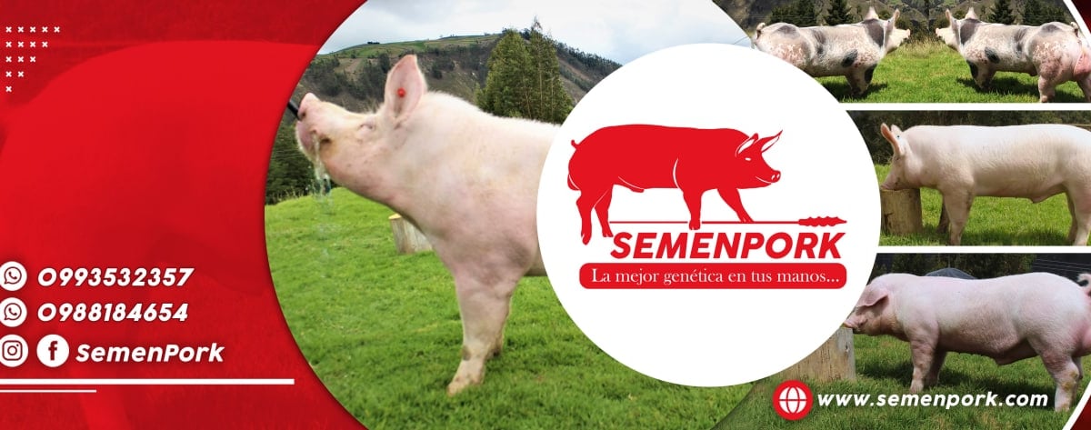 Large White cerdo Ecuador | Semen de cerdo Ecuador