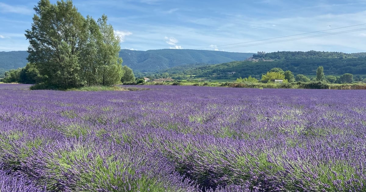La lavande dans le Luberon : Un symbole de la Provence | La pause