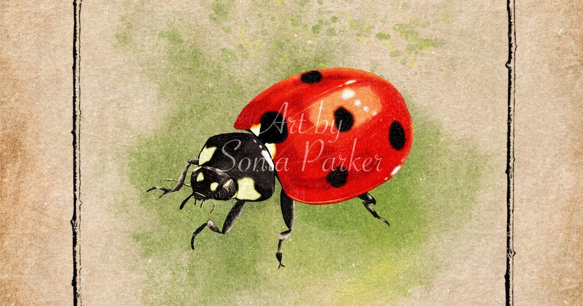 Spiritual Meaning of Ladybird: Exploring Symbolism and Power of Three ...