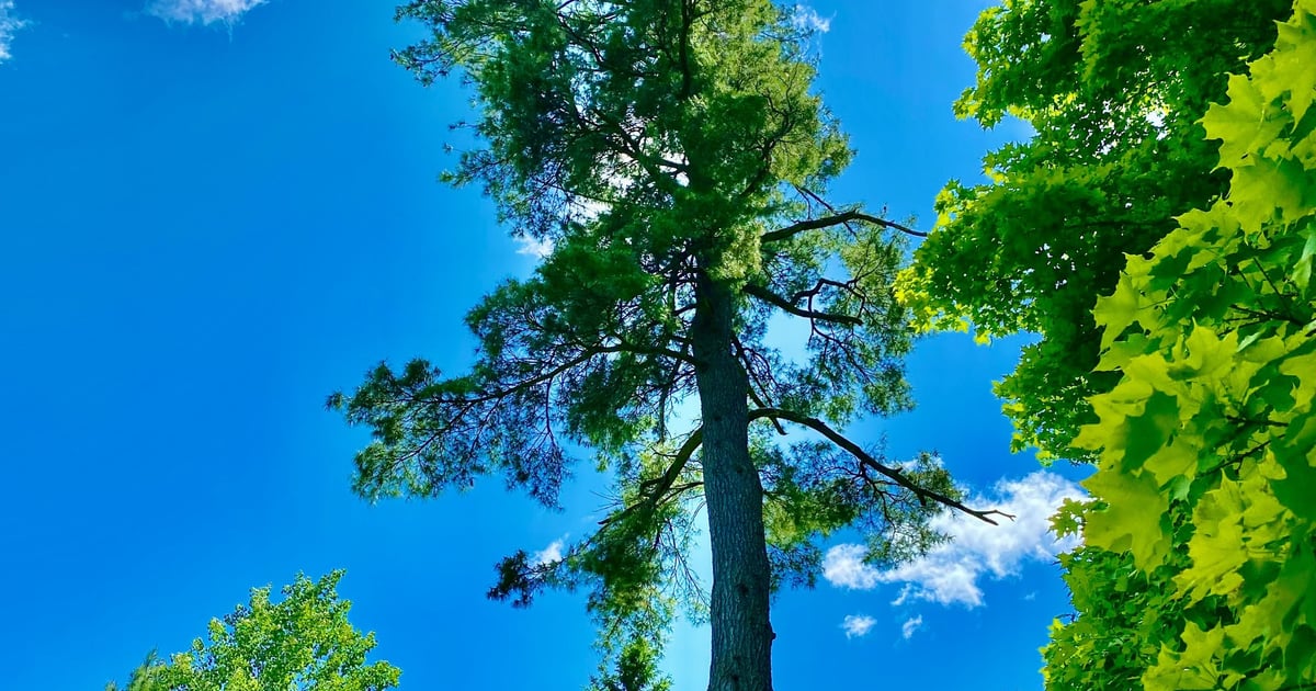 Big Pine Hikes guided hiking tours near Ottawa - Gatineau | Big Pine Hikes