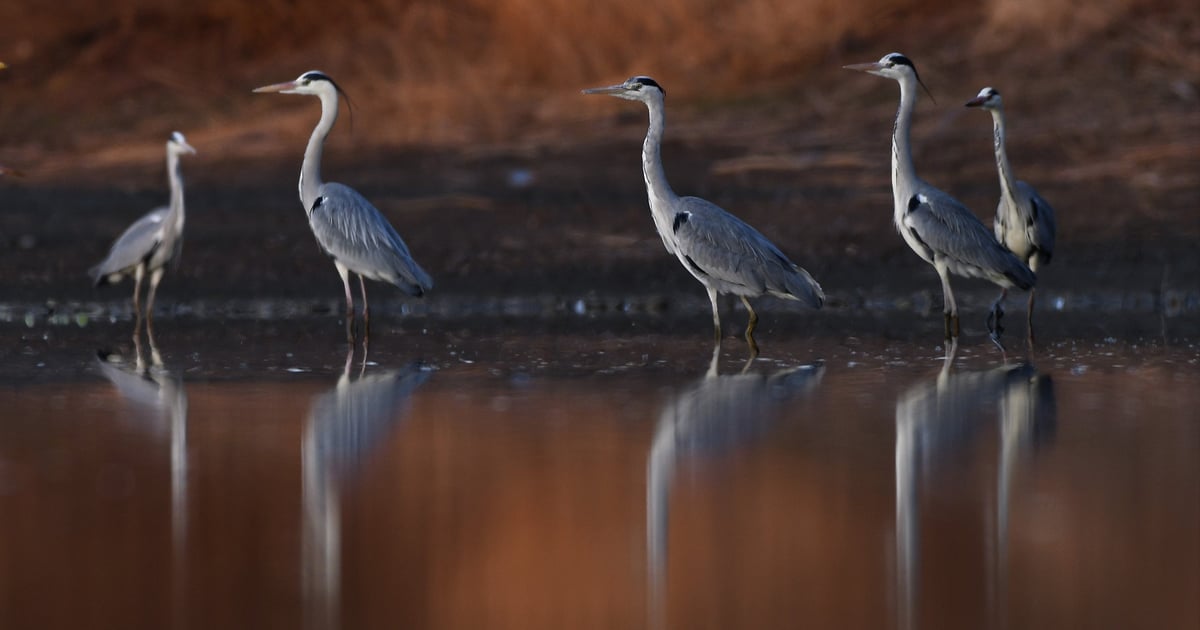 Rent Bird Photography Hides and Birdwatching Trips in Kiskunság ...