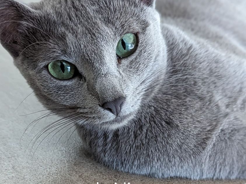 Élevage de Chats Bleu Russe en France- bleu russe PACA | Chatterie des ...