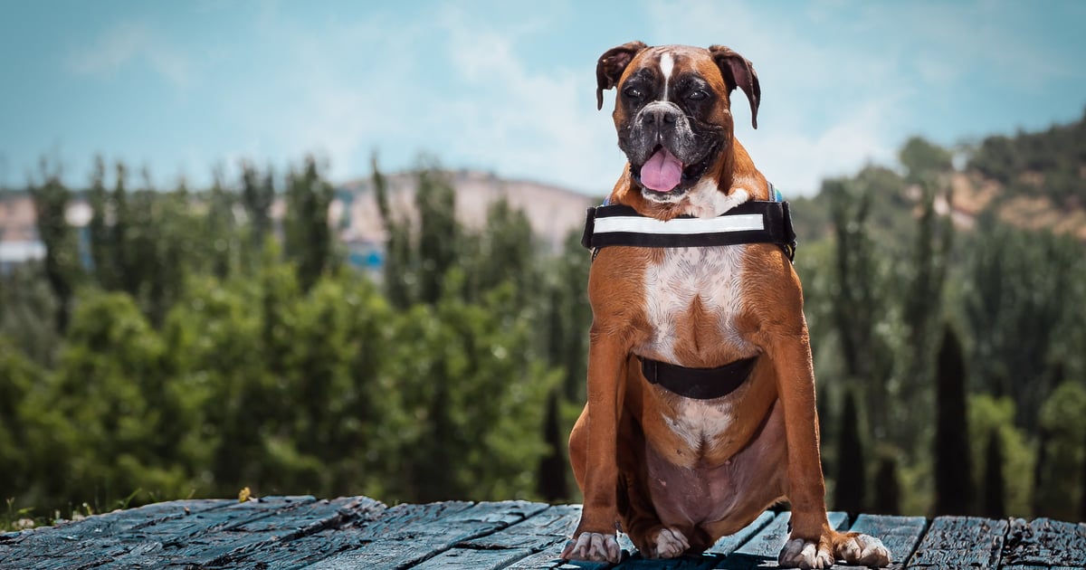 Mascotas | Ramiro Cruz