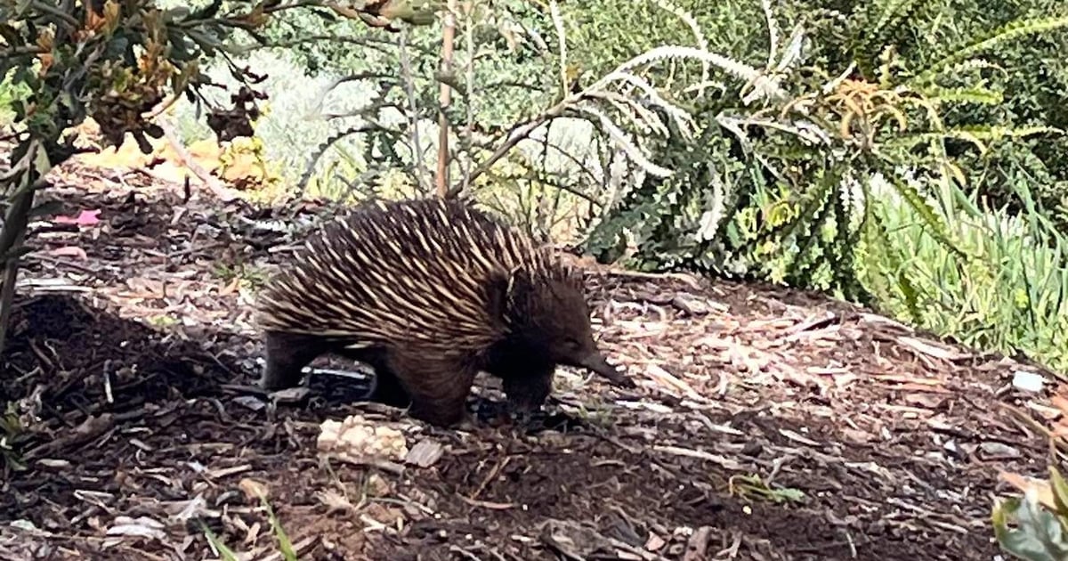Bambra Native Plants - Premier Destination for Native Plants Geelong ...
