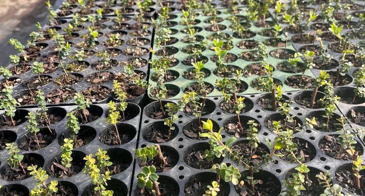 Contract growing - Grampians | Bambra Native Plants