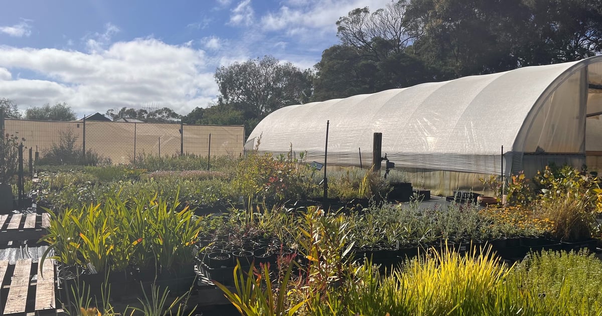 Bambra Native Plants - Local Native Nursery & Garden Design | Bambra ...