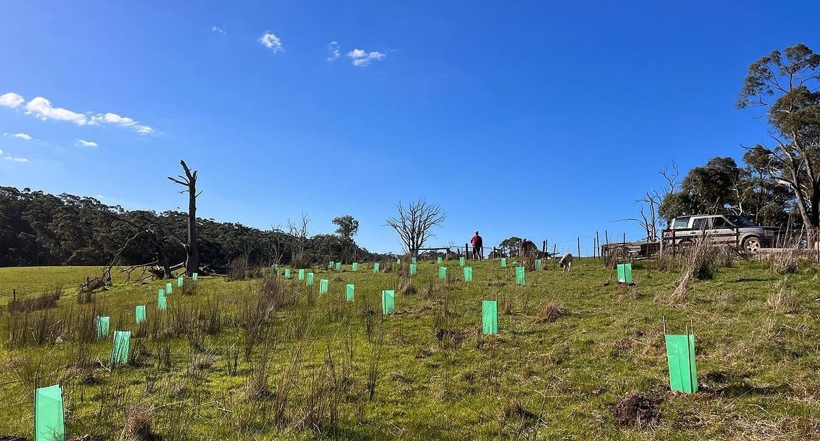 Agroforestry - Bambra | Bambra Native Plants