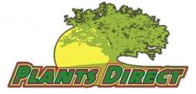 Plants Direct - Palm Trees | Plants Direct