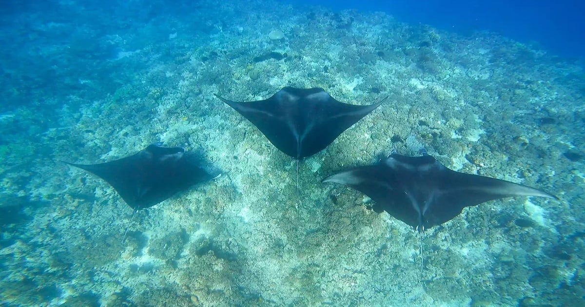 Excursion Nautique dans les Pléiades Sud à Ouvea avec Pierre KAOUMA | EXPLORE-NEW-CALEDONIA