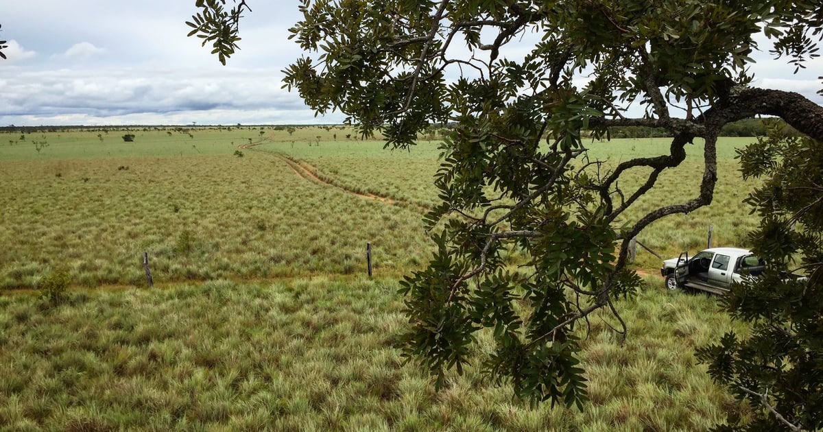 Proyectos Forestales de alta calidad | Terra Forest | Terra Forest