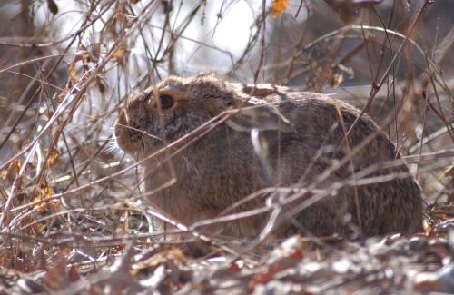 IUCN Red List Assessment of Some Species Native to the Korean Peninsula