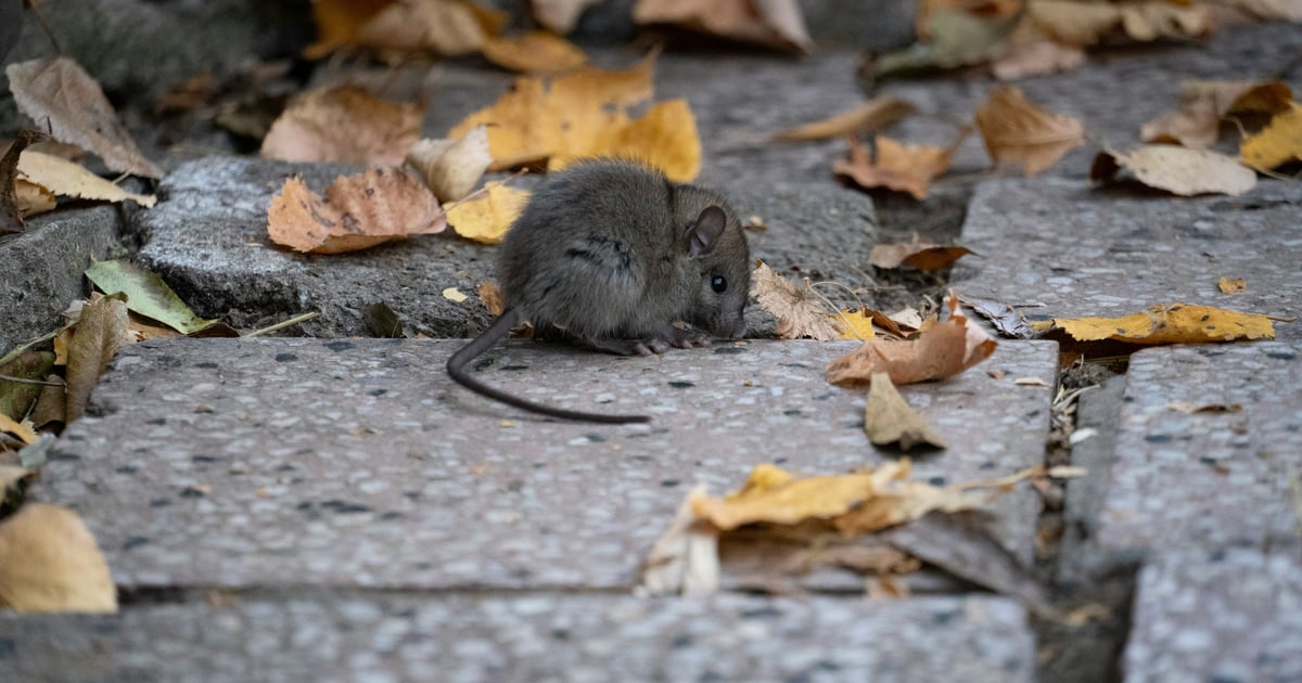 Pest Control: Introduction of Pests | Pest Lab Malaysia