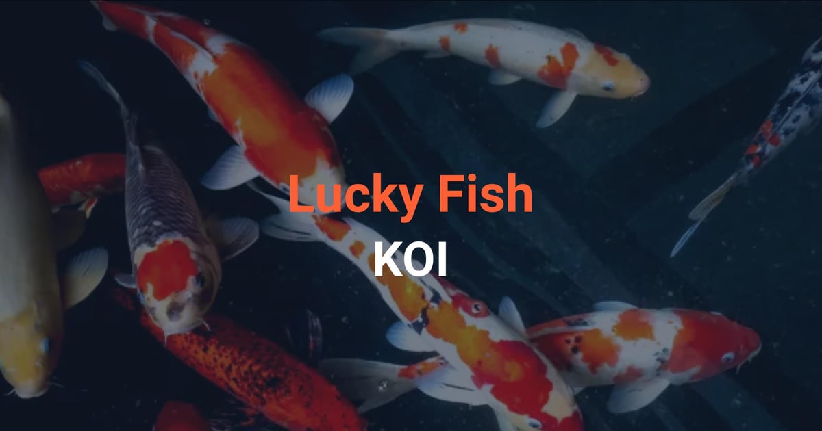 Lucky Fish Koi: Unique Koi Art Prints Online Store | Lucky Fish Koi