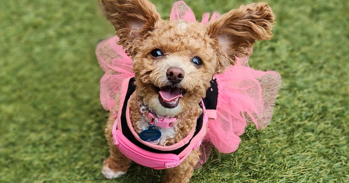 My Prima Pet - High-Quality Pet Care Products for Happiness and Well ...