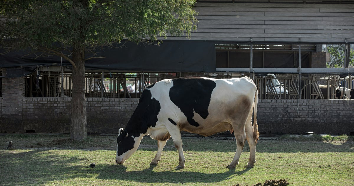 Amul: The Inspiring Story of India's Milk Revolution and Its Extra-Mile ...