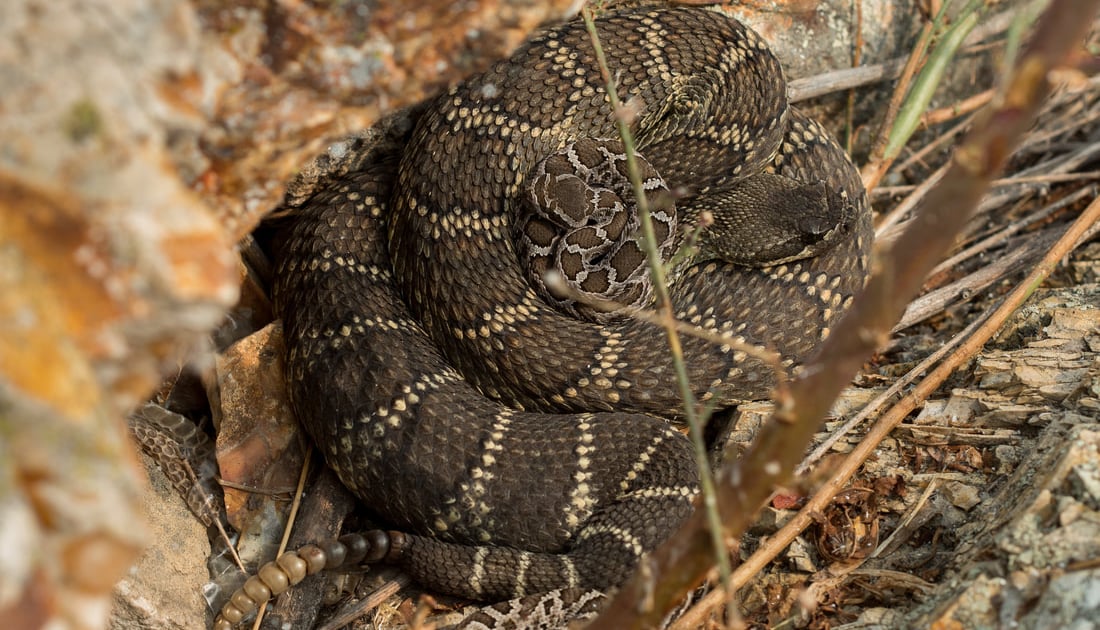 California | Rattlesnake Cam