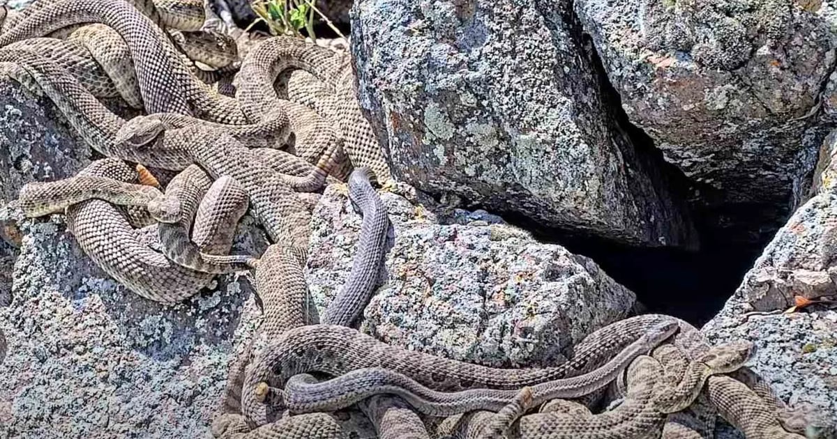 CO Meet The Snakes | Rattlesnake Cam