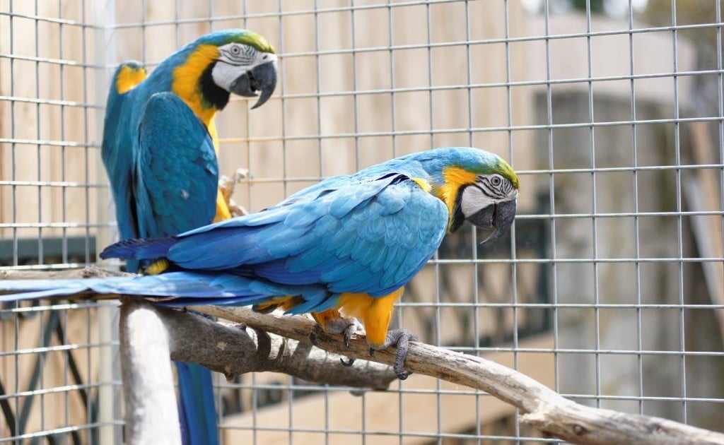 Tout savoir sur le ara ararauna | Elevage perroquets