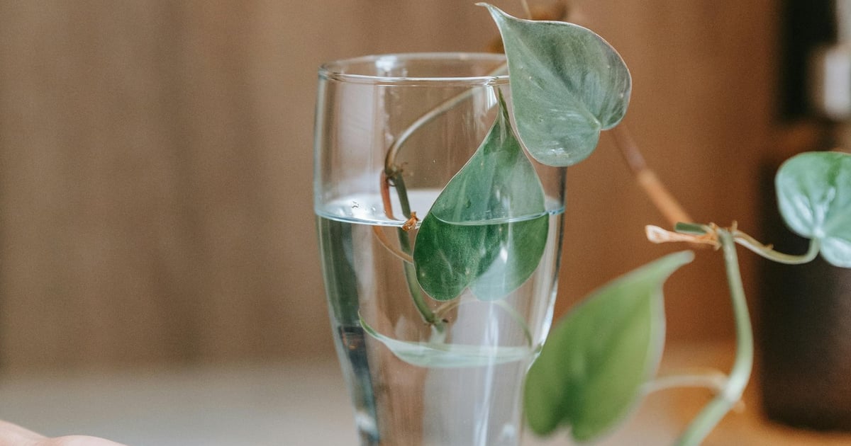 What is Propagation, and How Do I Do It? | Beginner Plants