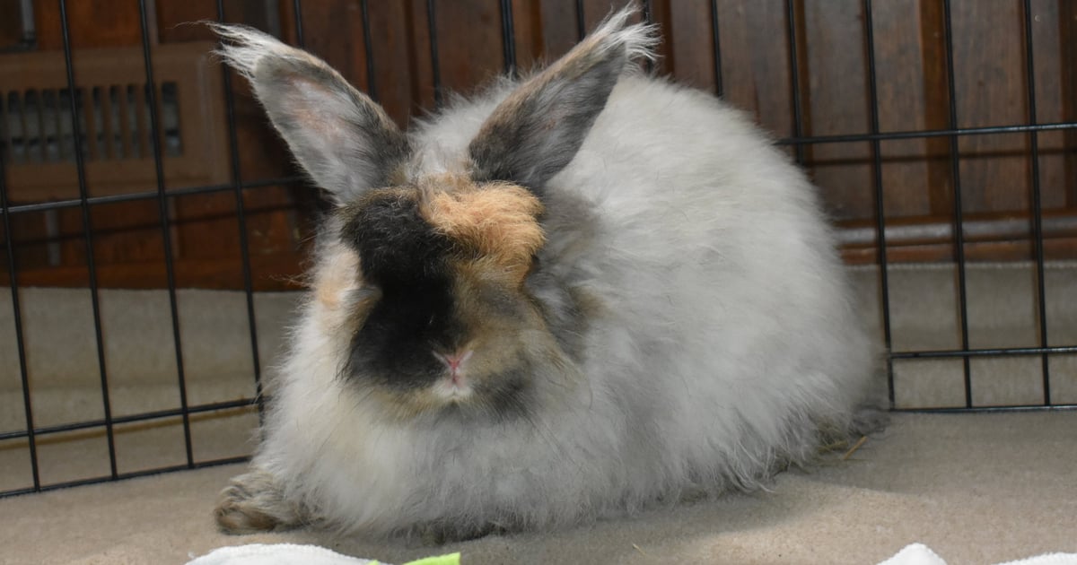 Understanding Your Rabbit's Digestive System | Hot Cross Buns Holland Lops