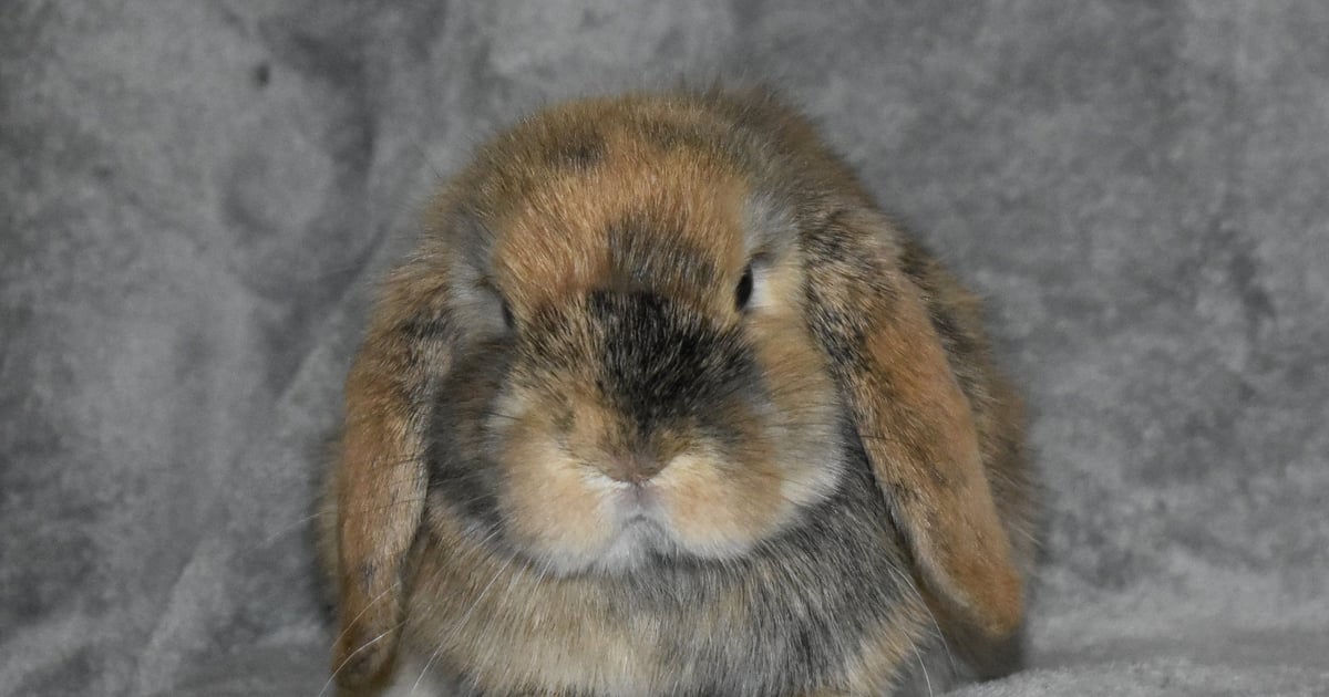 The Importance of Having a Rabbit Knowledgeable Vet BEFORE You Need One ...