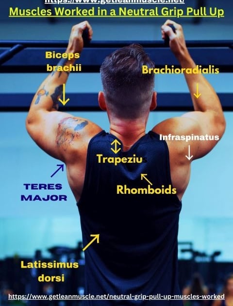 Neutral Grip Pull Up - Muscles Worked | Get Lean Muscle