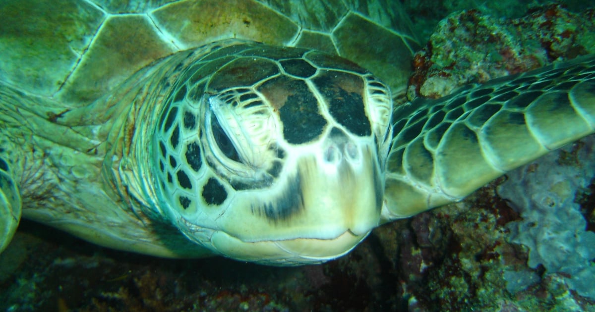 Complete Guide To Visiting Turtle Island - Palau Selingan Borneo ...