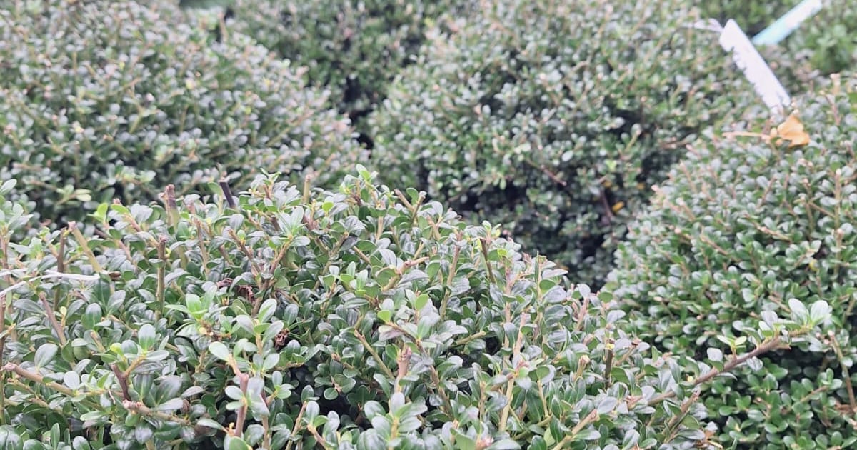 The Best Small, Low Growing Evergreen Shrubs for Housefronts | Shrub Radar