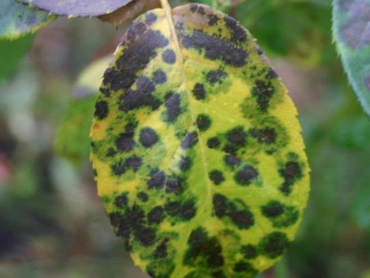 Revolutionizing Fungal Pathogen Control: Ai-Genix's PathoShield Technology | Ai-Genix